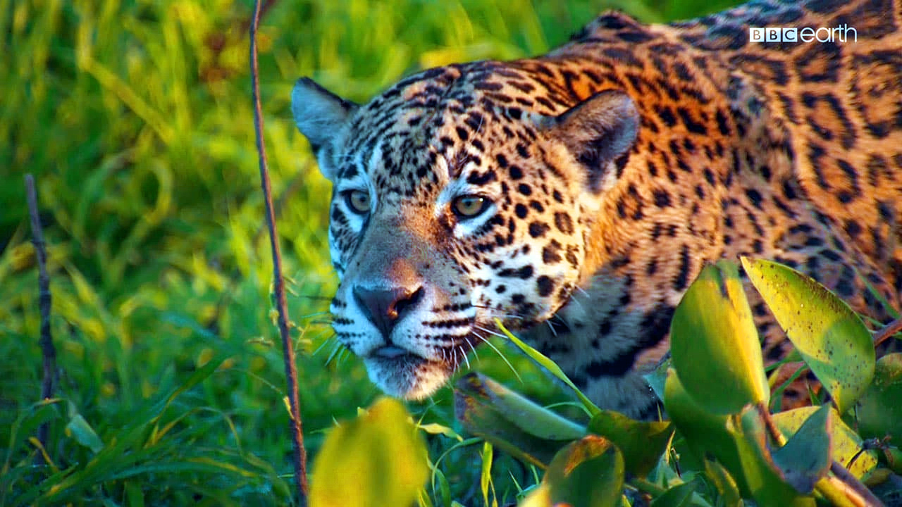 Test: RGB LaserTV mit BT2020 Filmen (DCI P3) | Cine4home.de